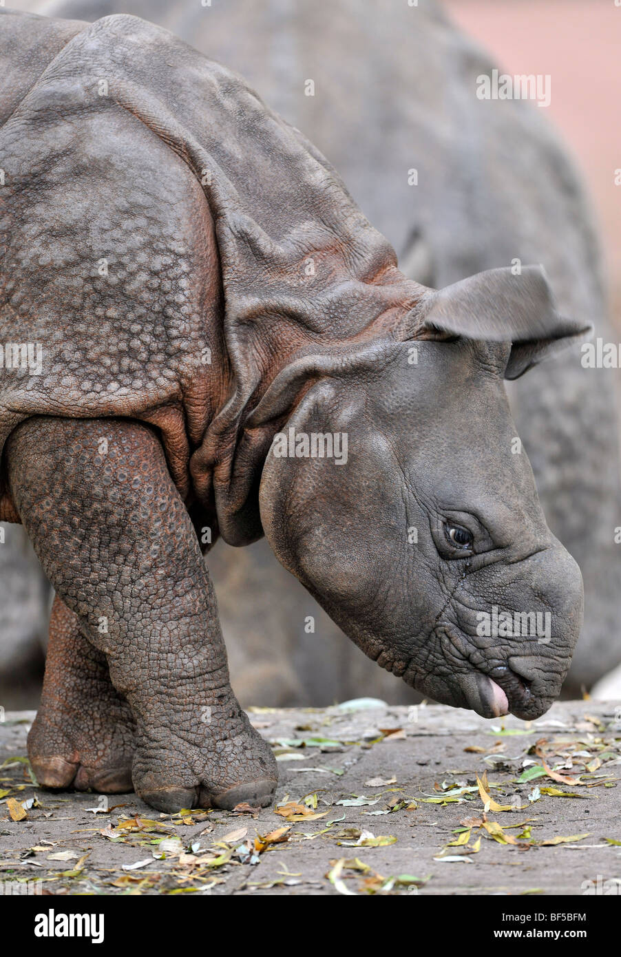 Indian Rhinoceros, Great One-horned Rhinoceros or Asian One-horned ...