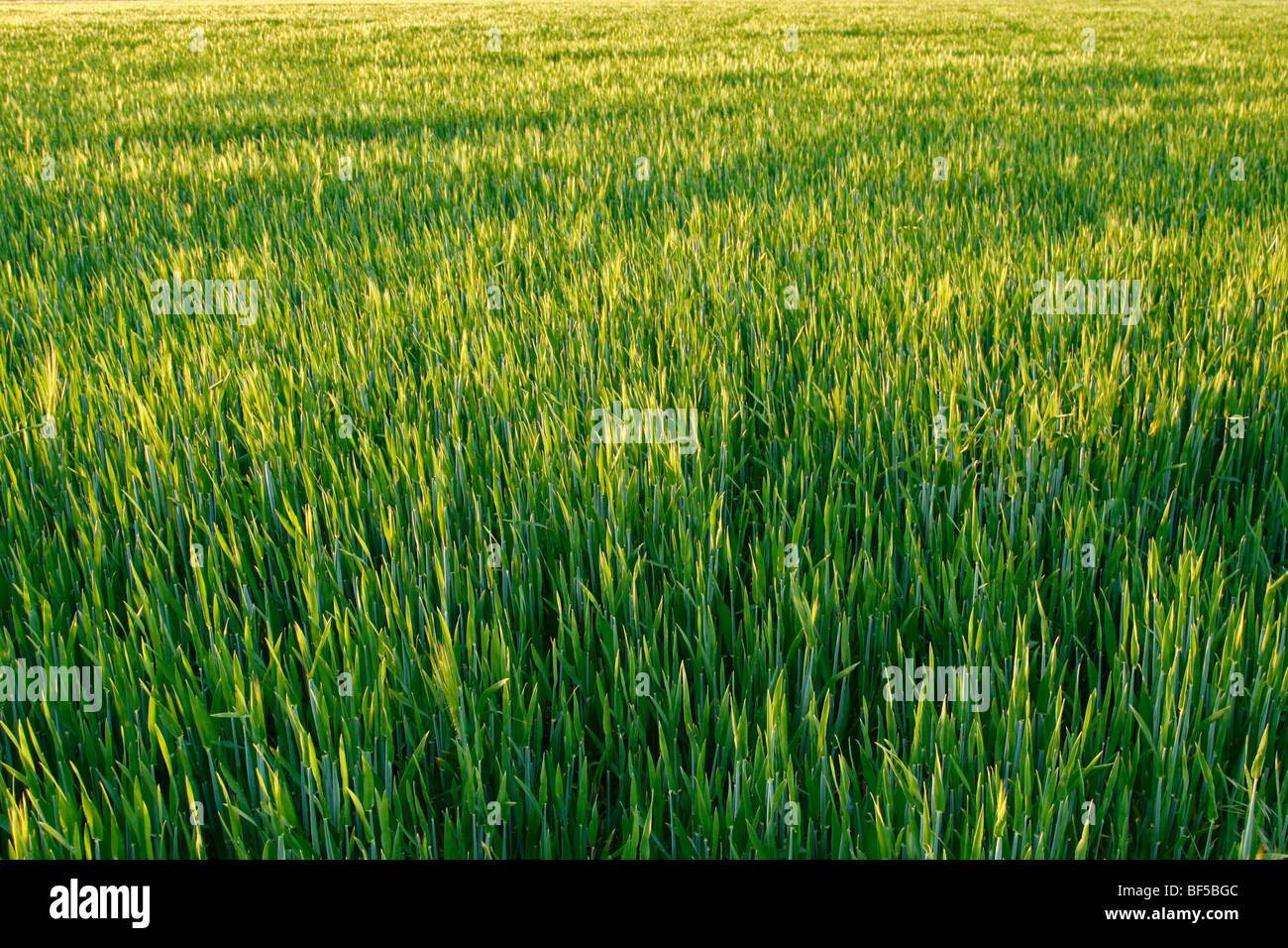 Cereal crops, field of immature Rye (Secale cereale Stock Photo - Alamy
