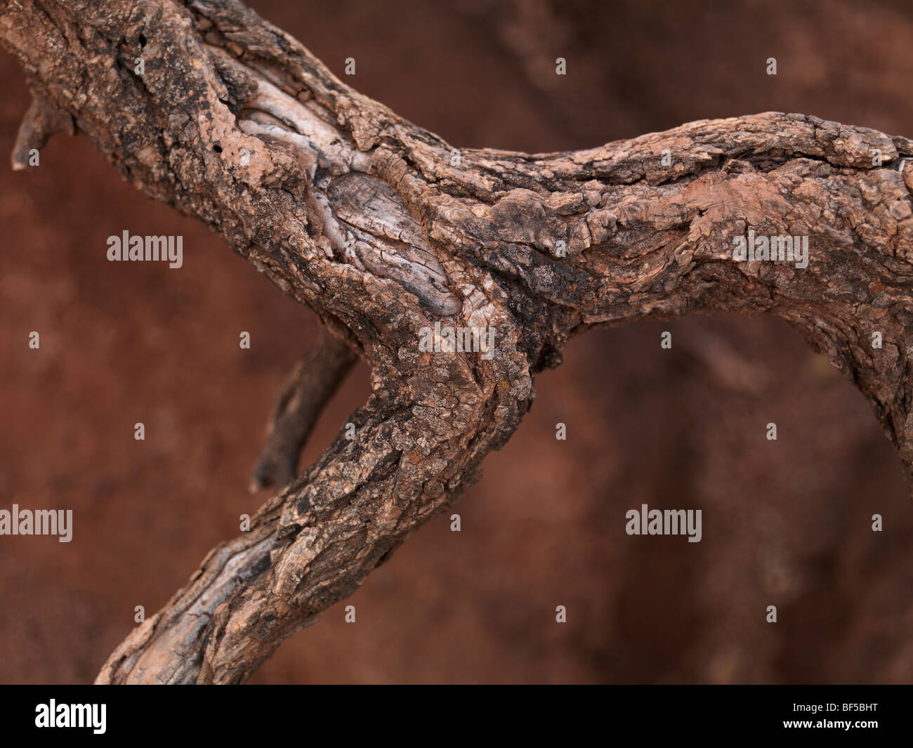 Curly tree roots hi-res stock photography and images - Alamy