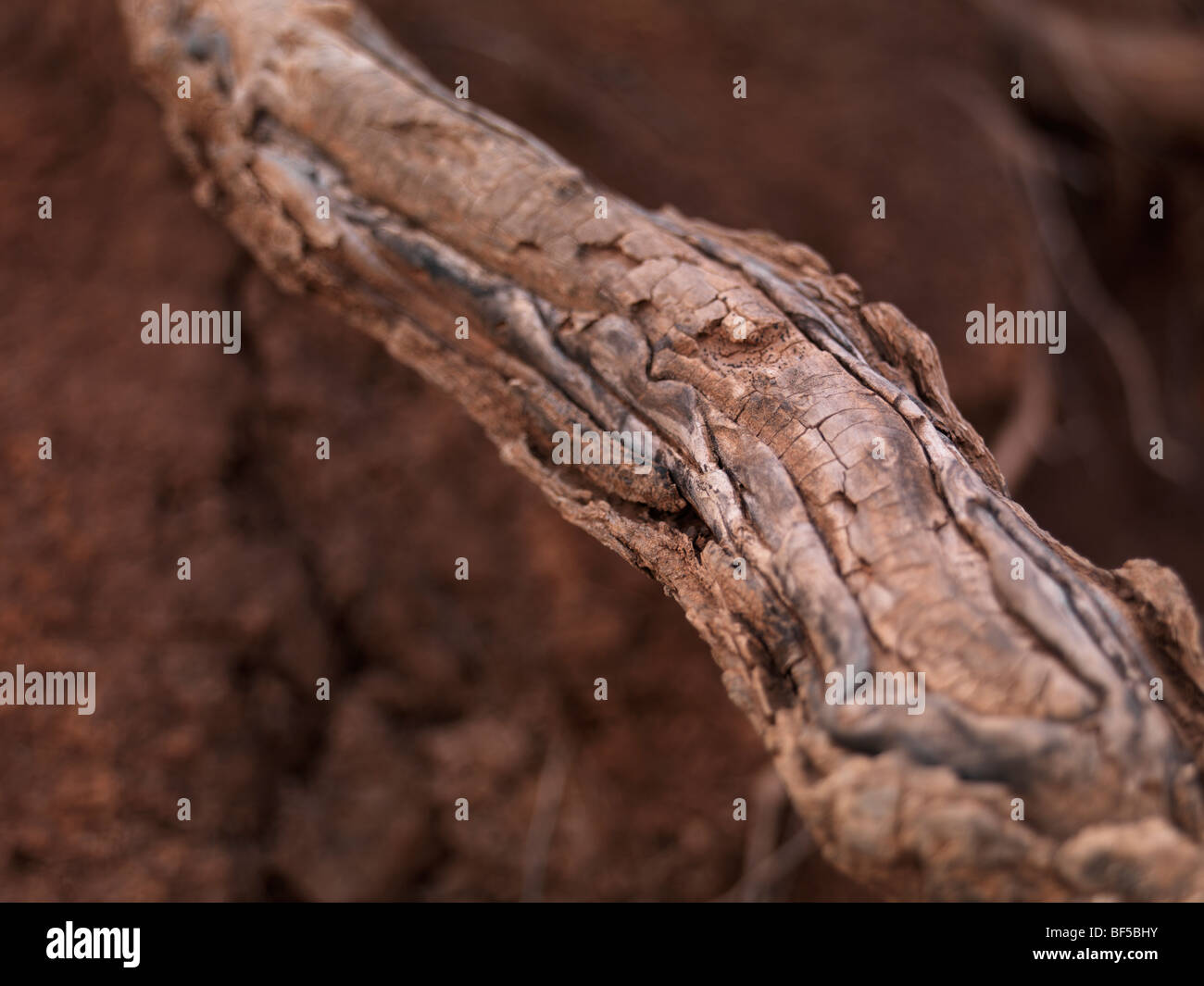 Closeup of curled tree roots sticking out of dry eroded red soil Stock ...