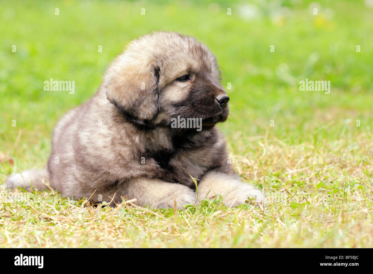 Sarplaninec - Shara Mountain Dog, Macedonian shepherd dog, couple of ...