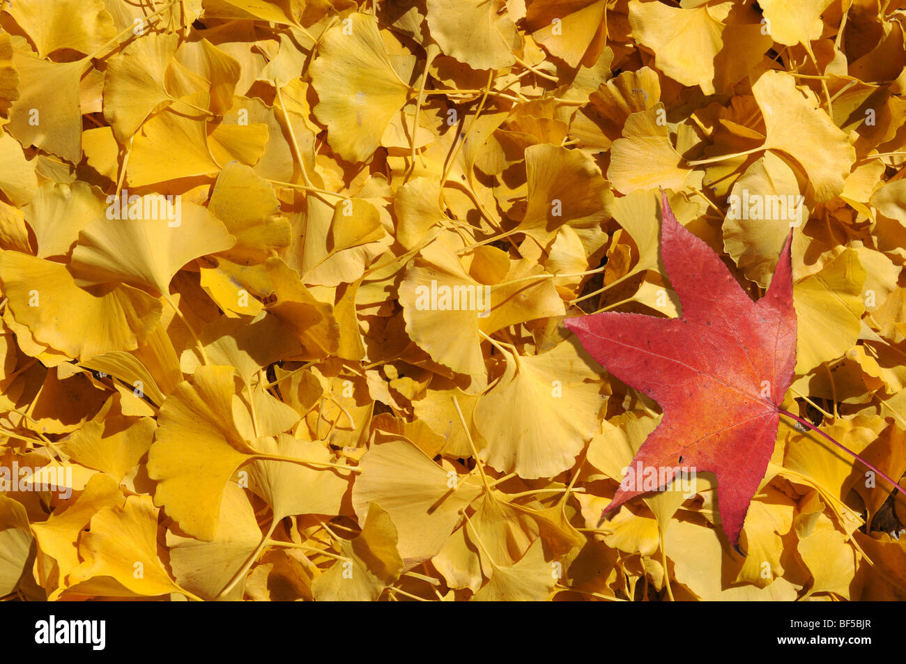 Ginkgo bed hi-res stock photography and images - Alamy