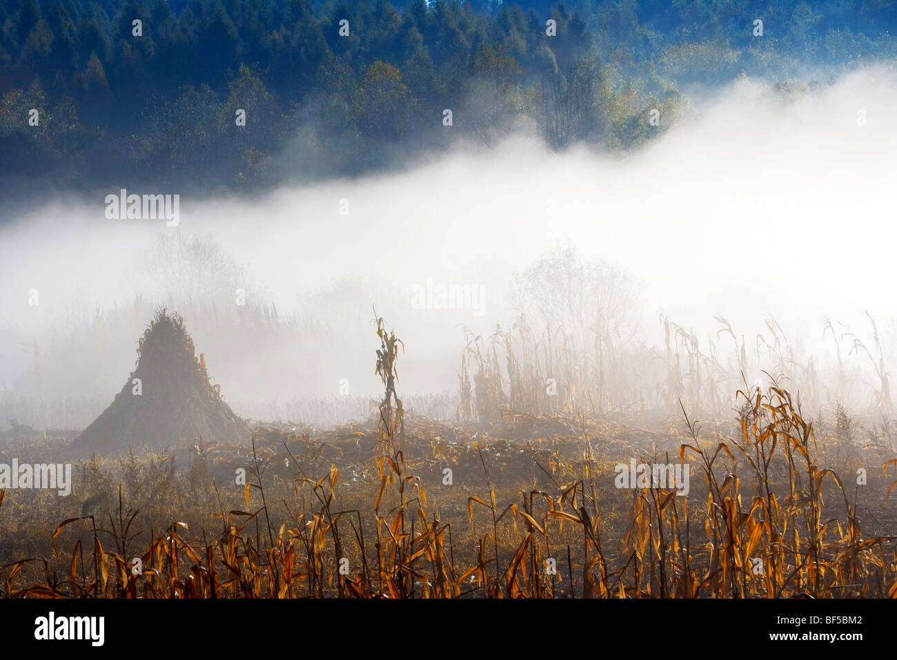 Mist rising from harvested corn field, Jingpo Lake Scenic Area, Ningan ...