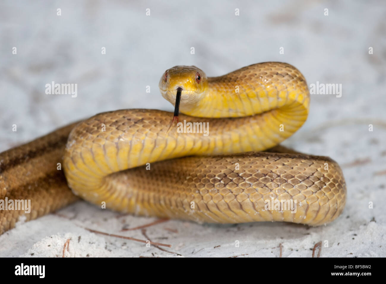 Yellow rat snake with forked tongue in Florida Stock Photo - Alamy