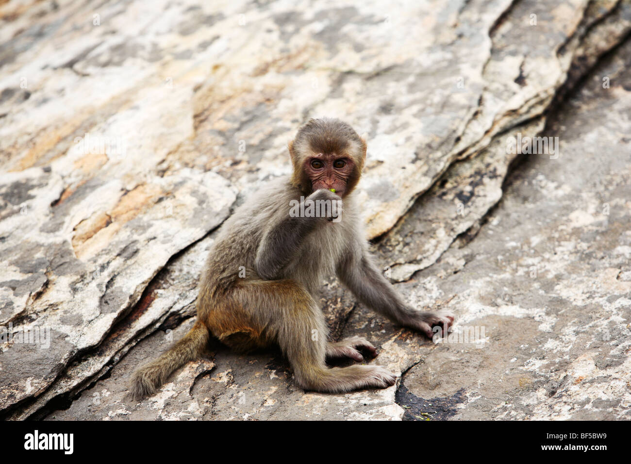 Monkey on rock hi-res stock photography and images - Alamy