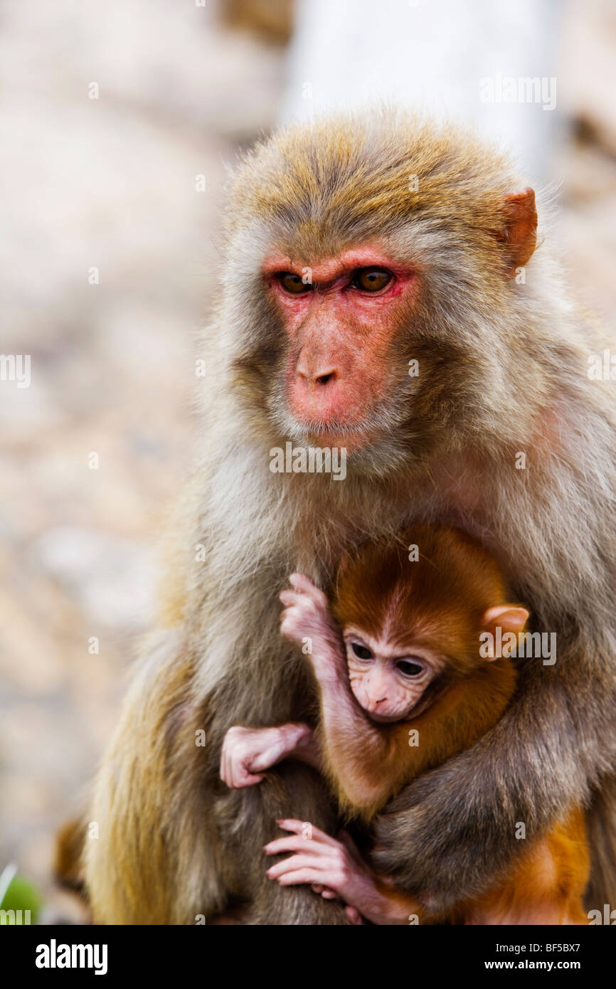 Female monkey with her cub, Huaguoshan Scenic spot, Lianyungang ...