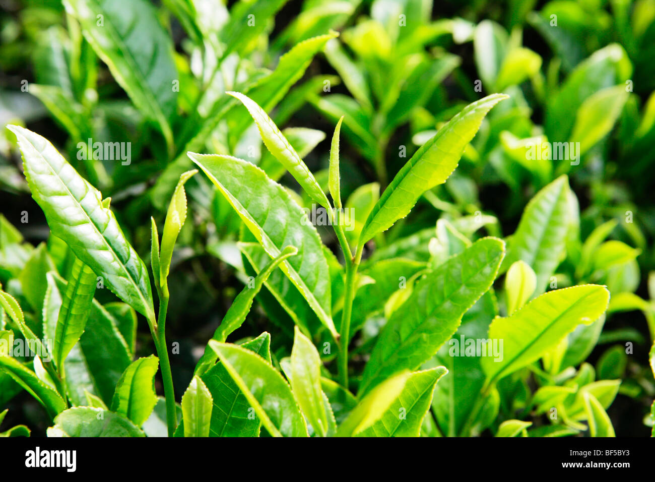 New tea leaves in a tea farm, Hangzhou, Zhejiang Province, China Stock ...
