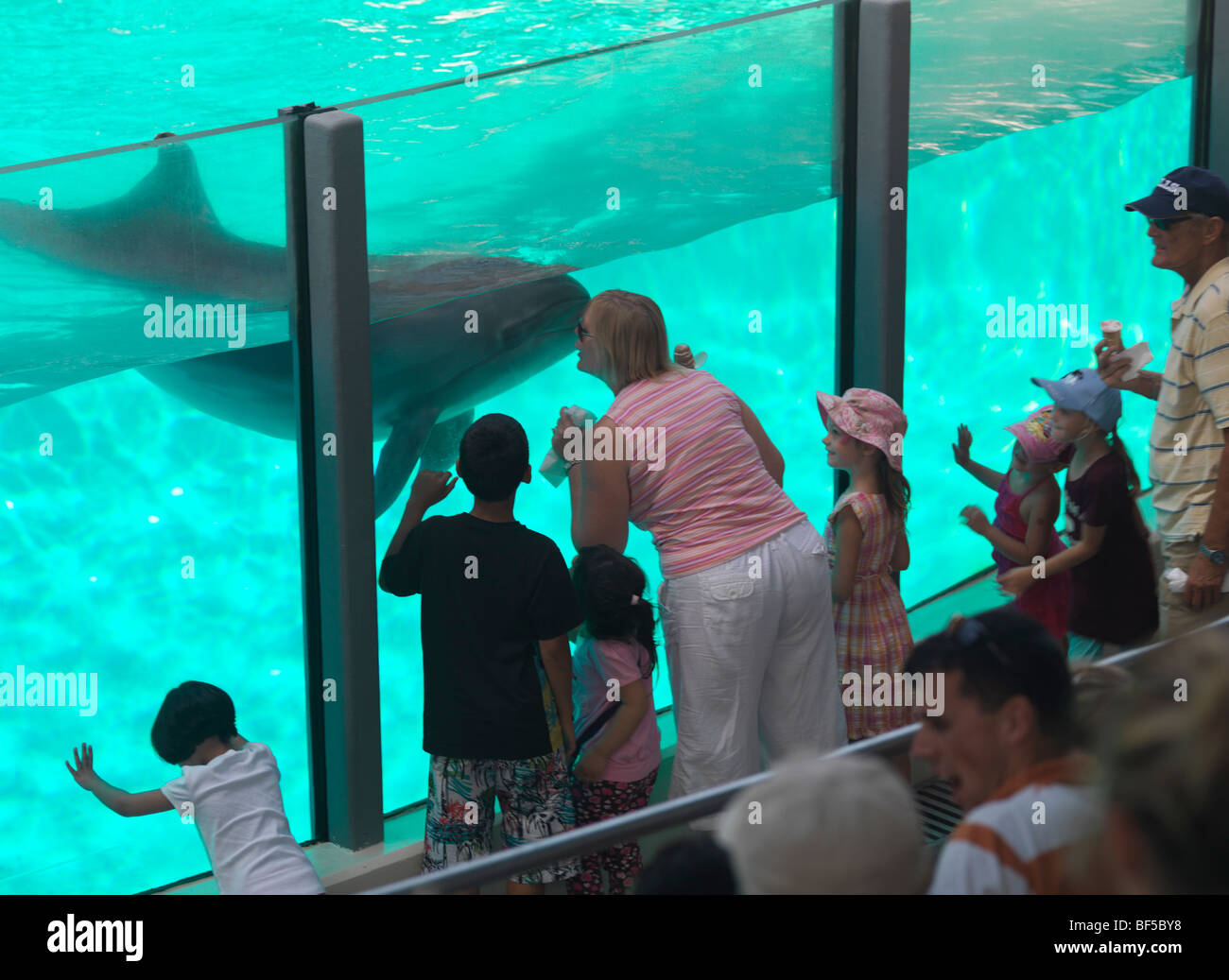 People watching dolphins in a tank Stock Photo - Alamy