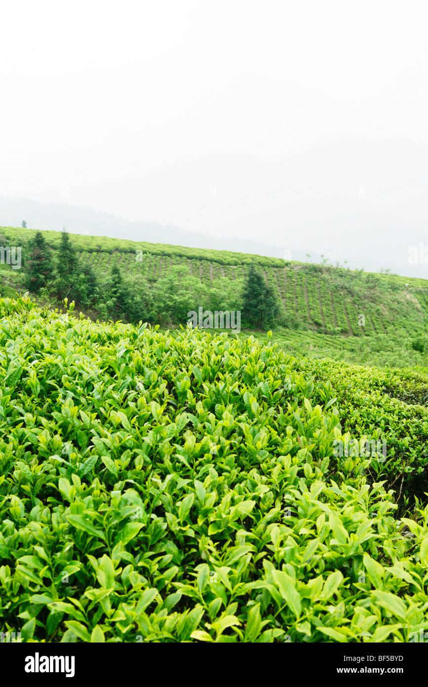 Tea farm, Hangzhou, Zhejiang Province, China Stock Photo - Alamy
