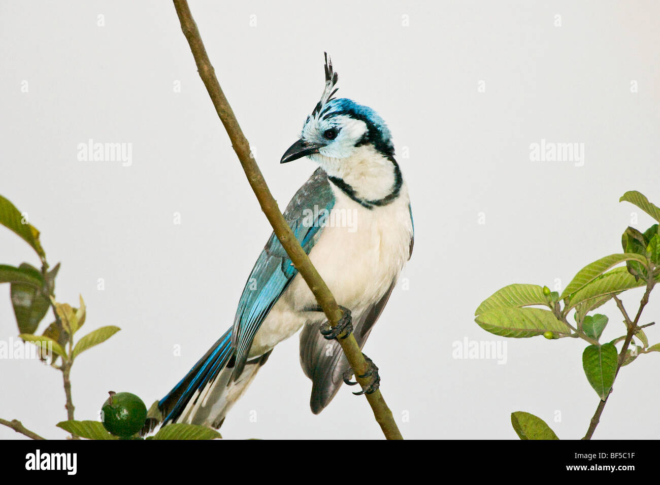 White-throated magpie Jay in Costa Rica Stock Photo - Alamy