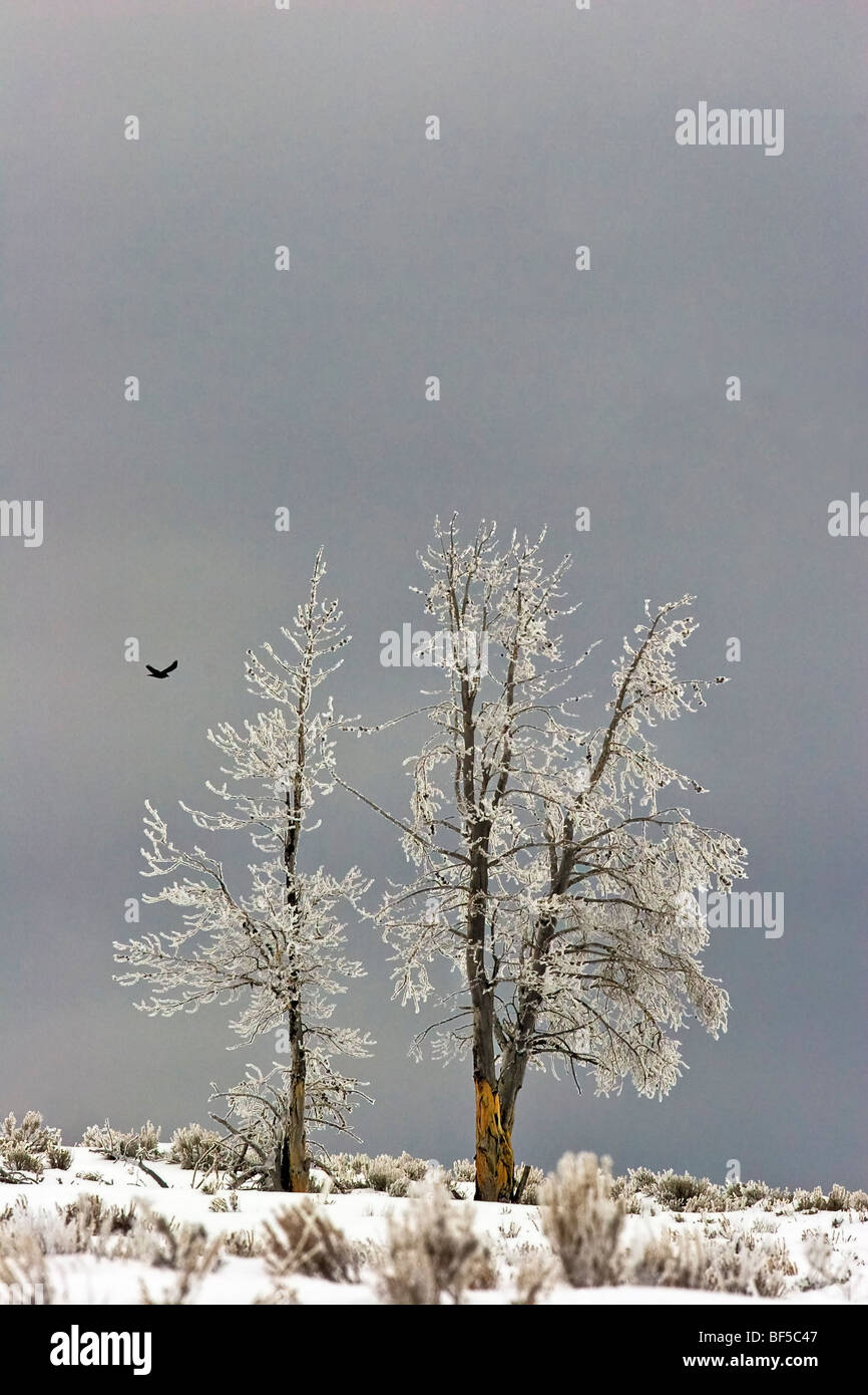 Frost on bird hi-res stock photography and images - Alamy