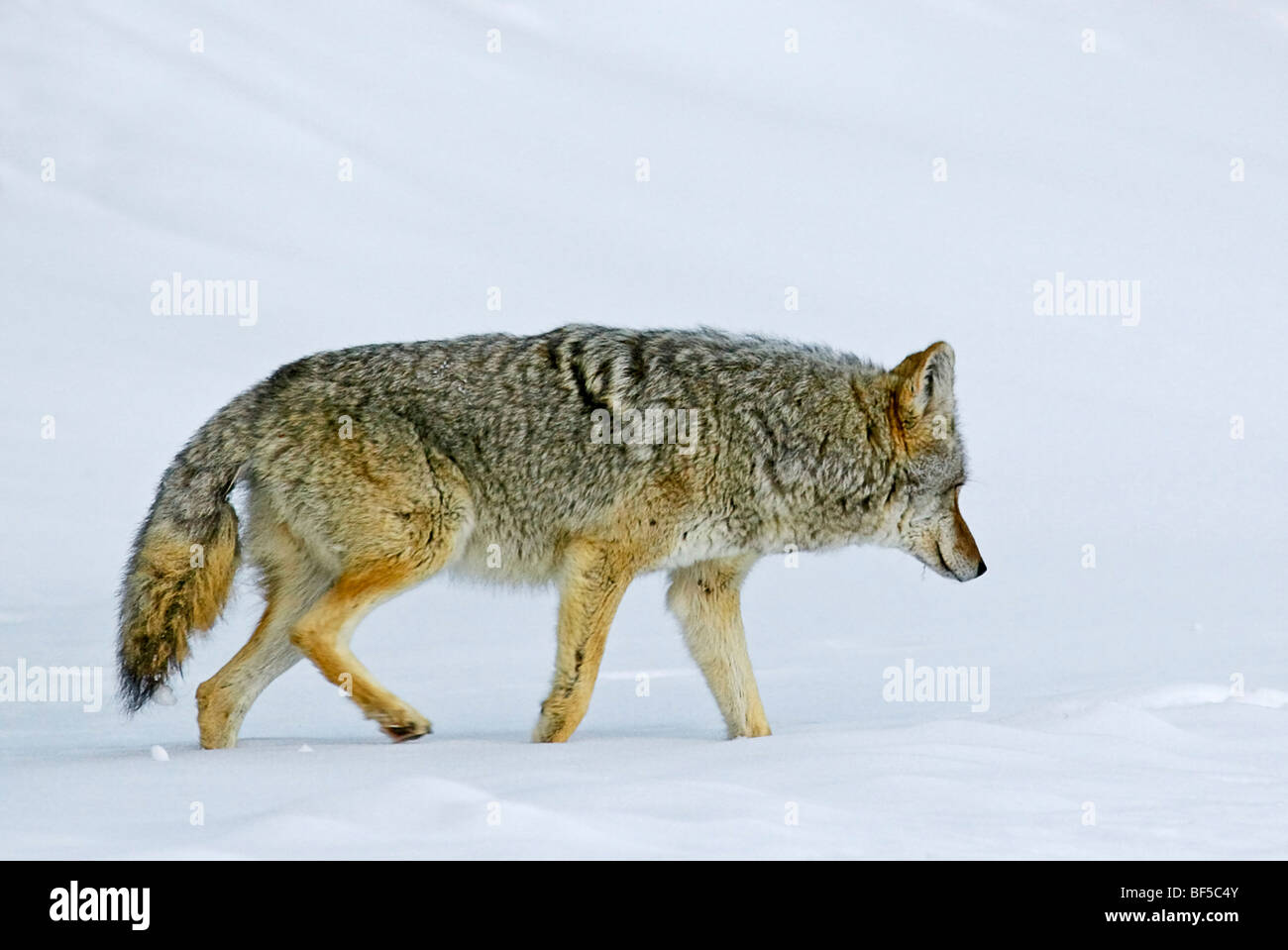 Coyote in winter, Yellowstone NP Stock Photo - Alamy