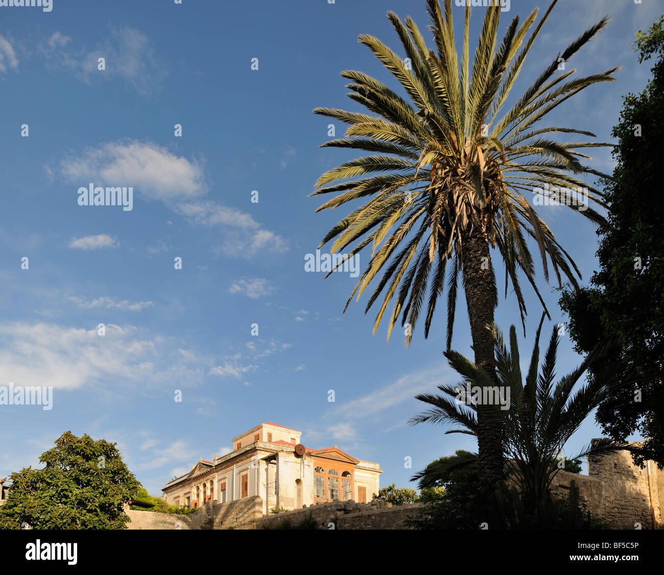 Palm tree, Rhodes Town, Rhodes, Greece, Europe Stock Photo - Alamy