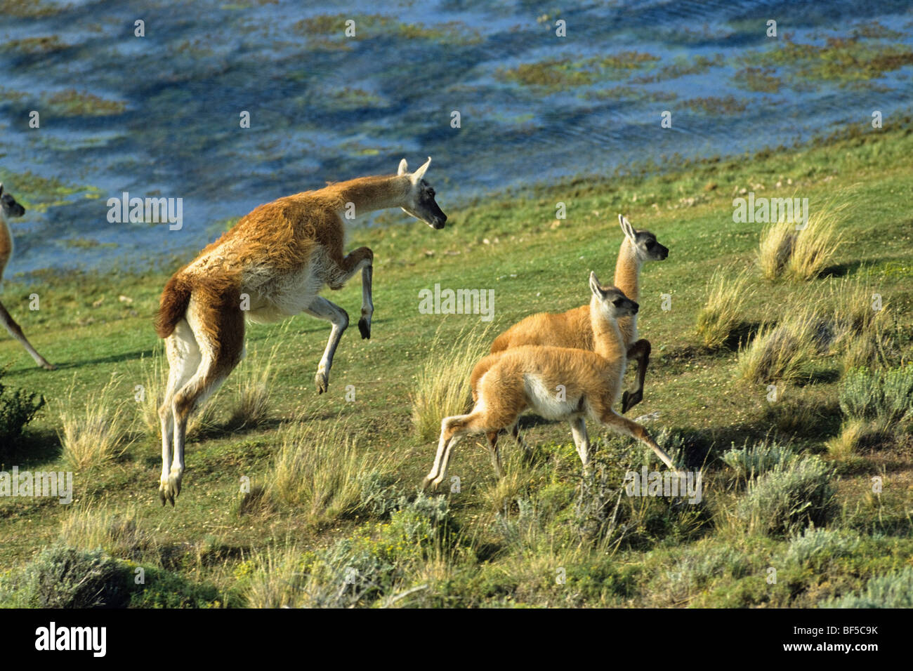 Guanaco jumping del paine national hi-res stock photography and images ...