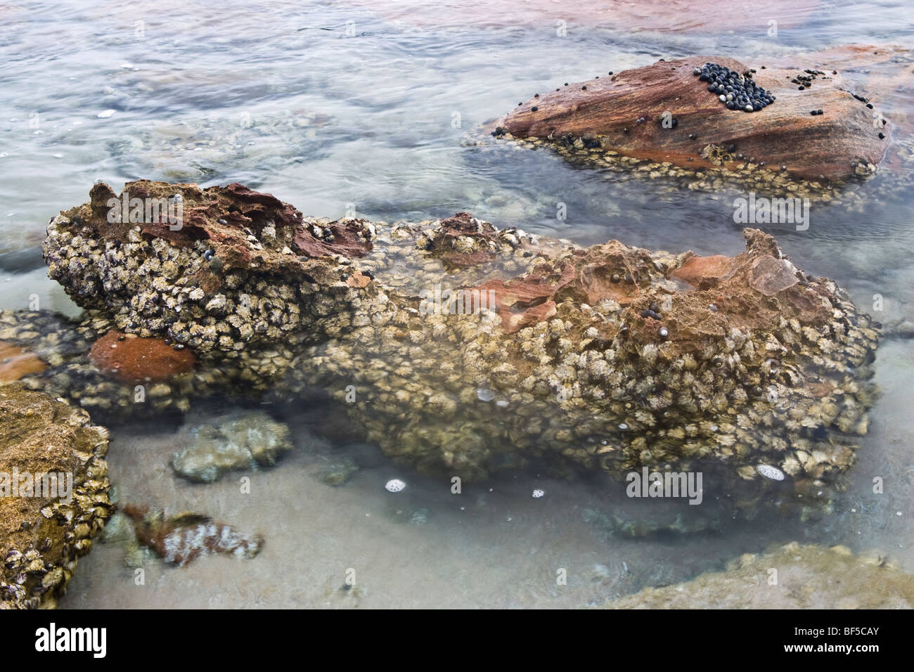 A mussel and barnacle encrusted rock. Kalbarri National Park, Western ...