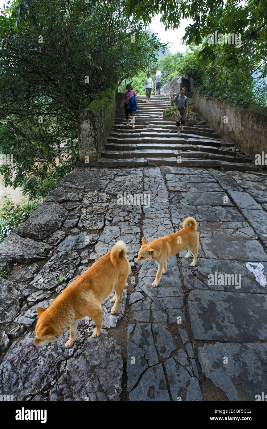 Dog on the stone stairs hi-res stock photography and images - Alamy