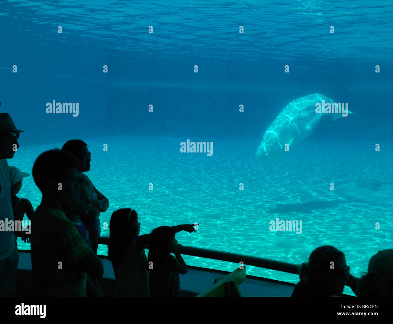 Children watching Beluga whales underwater Stock Photo - Alamy