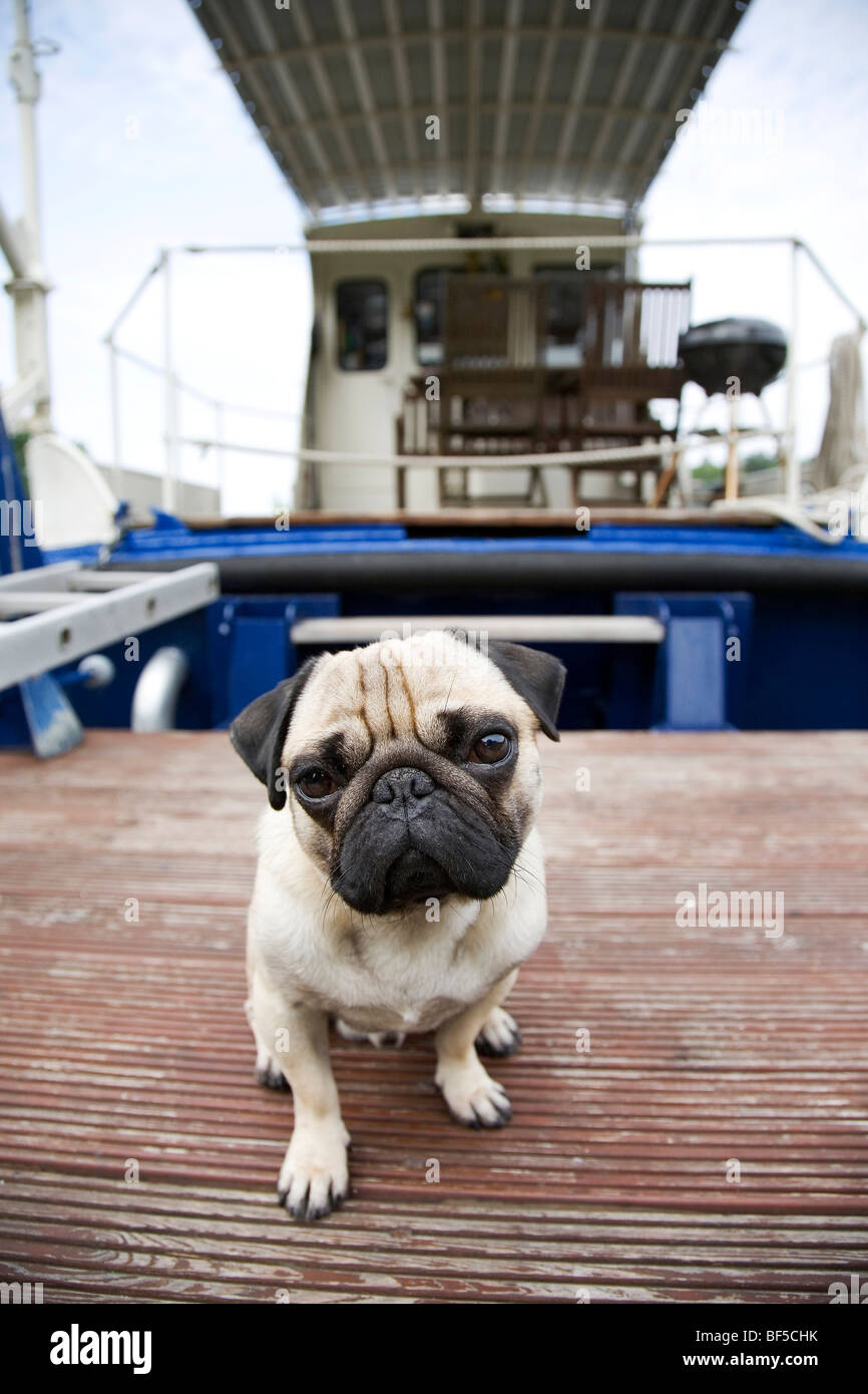 A young pug sitting on a wooden walkway in front of a boat Stock Photo ...