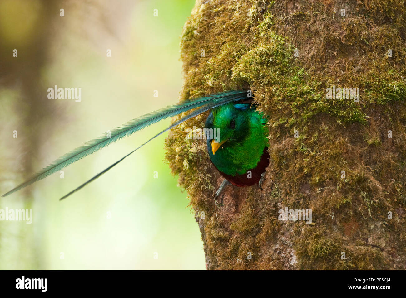 Male resplendent quetzal in its nest tree in Costa Rica Stock Photo - Alamy