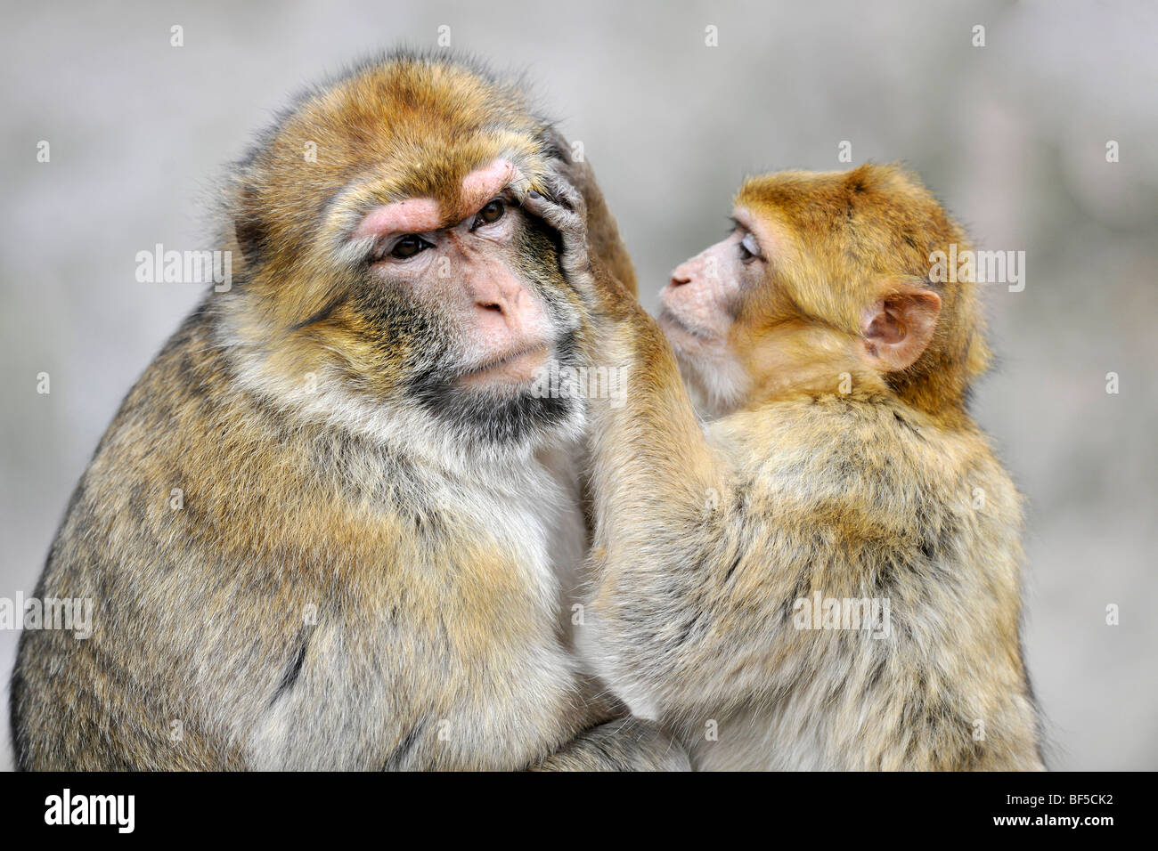 Barbary Macaque (Macaca sylvanus Stock Photo - Alamy