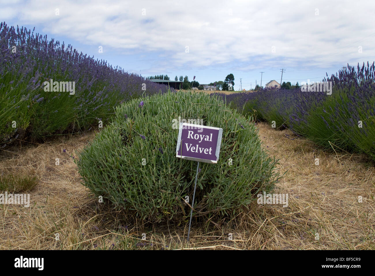 Harvested Royal Velvet lavender Stock Photo - Alamy