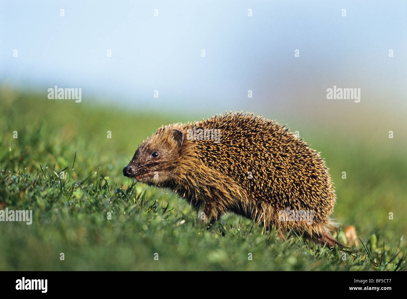 Hedgehog Stock Photos & Hedgehog Stock Images - Alamy