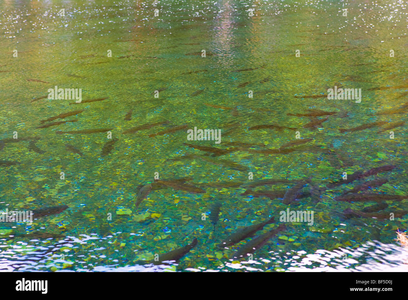 School of fish in The mouth of Divine Spring, Yushui Stockade Scenic ...