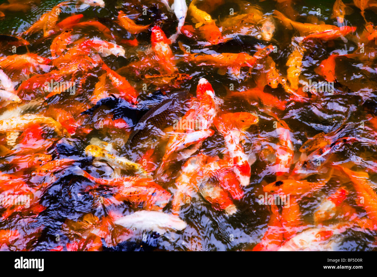 School of fish in The mouth of Divine Spring, Yushui Stockade Scenic ...
