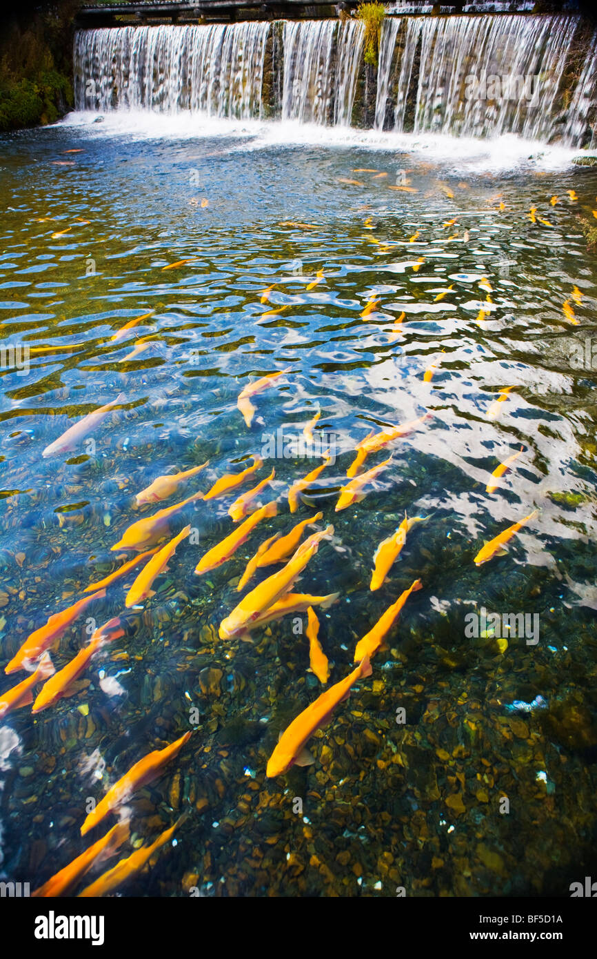 School of fish in The mouth of Divine Spring, Yushui Stockade Scenic ...