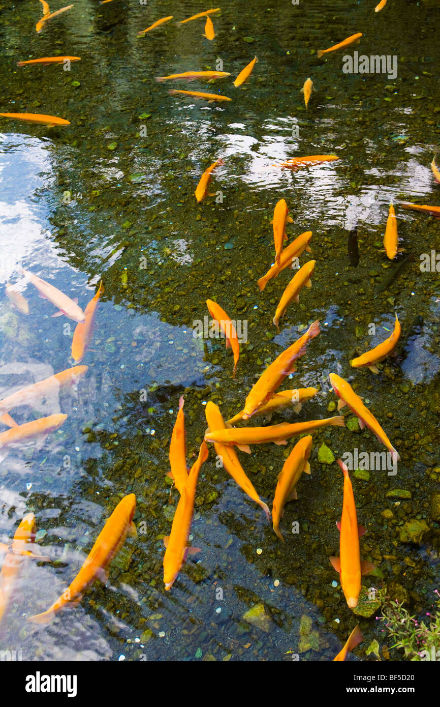 School of fish in The mouth of Divine Spring, Yushui Stockade Scenic ...