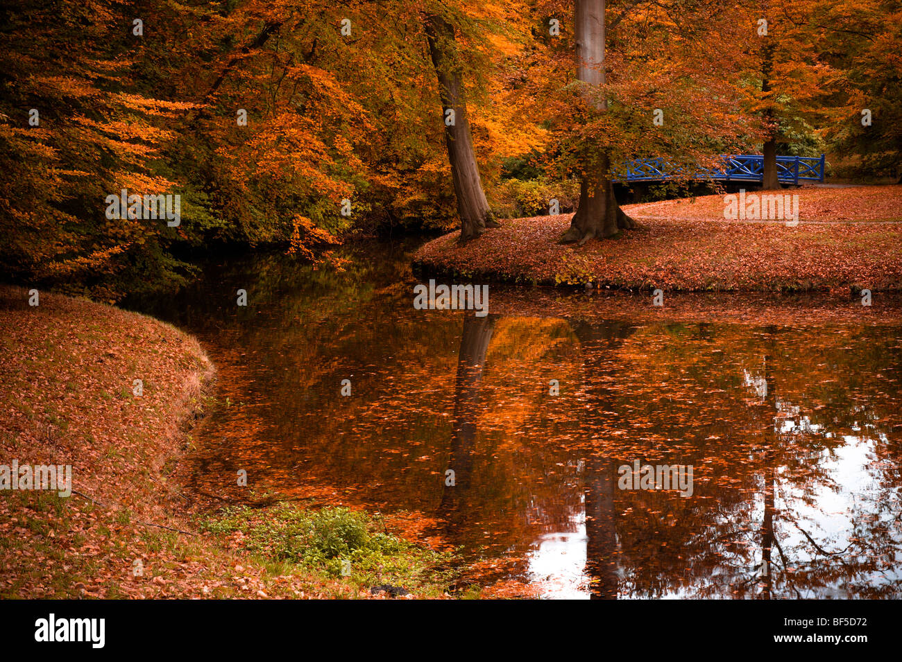 Beautiful autumn colors in the forest Stock Photo - Alamy