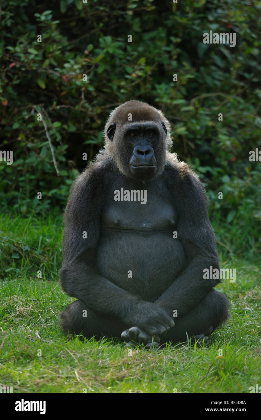 close up of a big female gorilla Stock Photo - Alamy