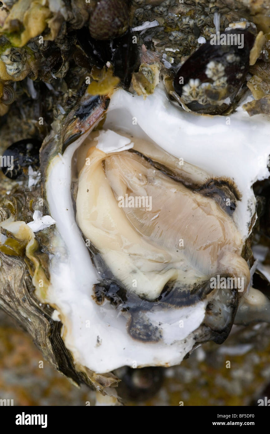 Freshly opened Oyster (Ostreidae) on a beach Stock Photo - Alamy