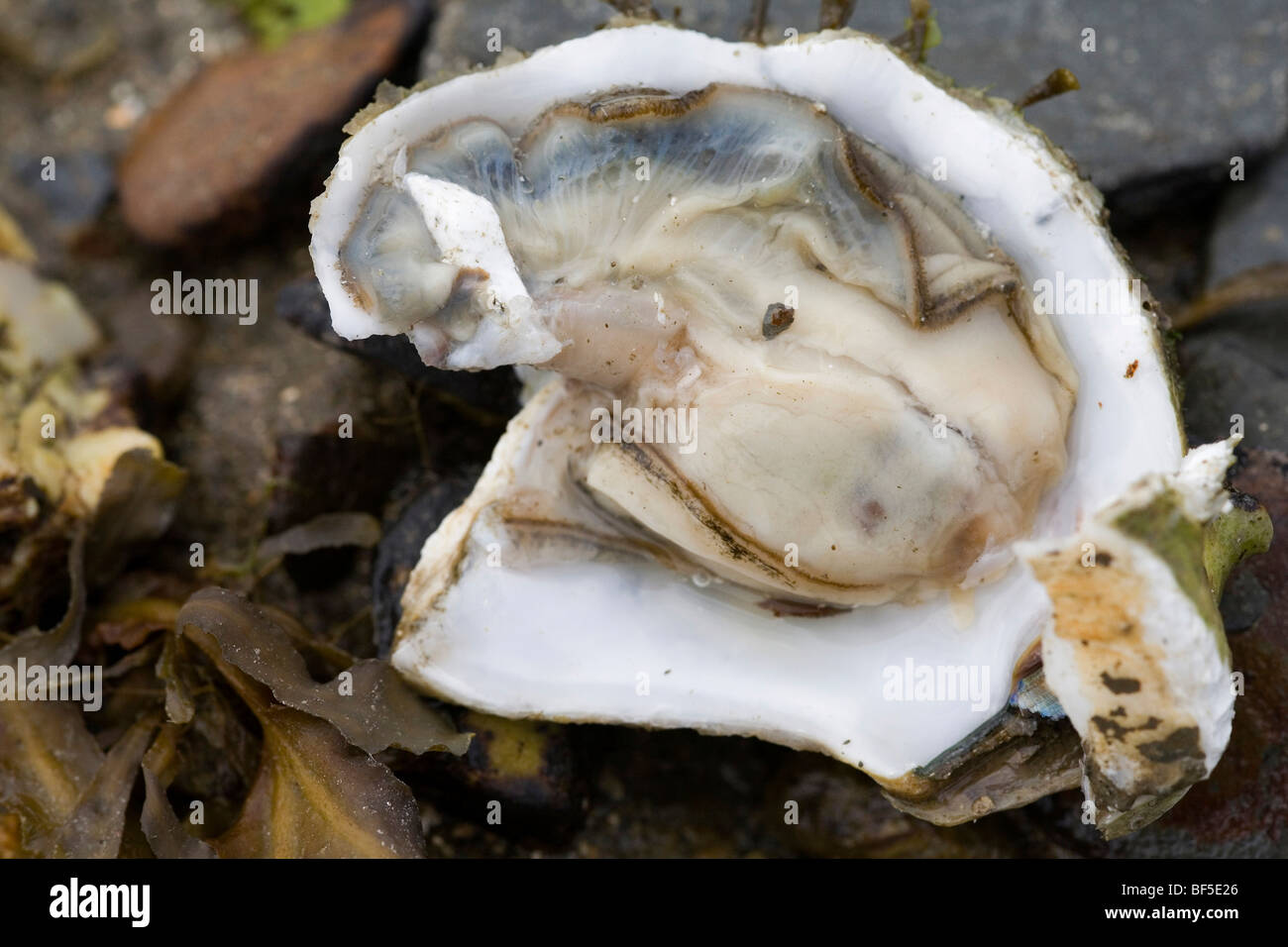 Austern ostreidae hi-res stock photography and images - Alamy