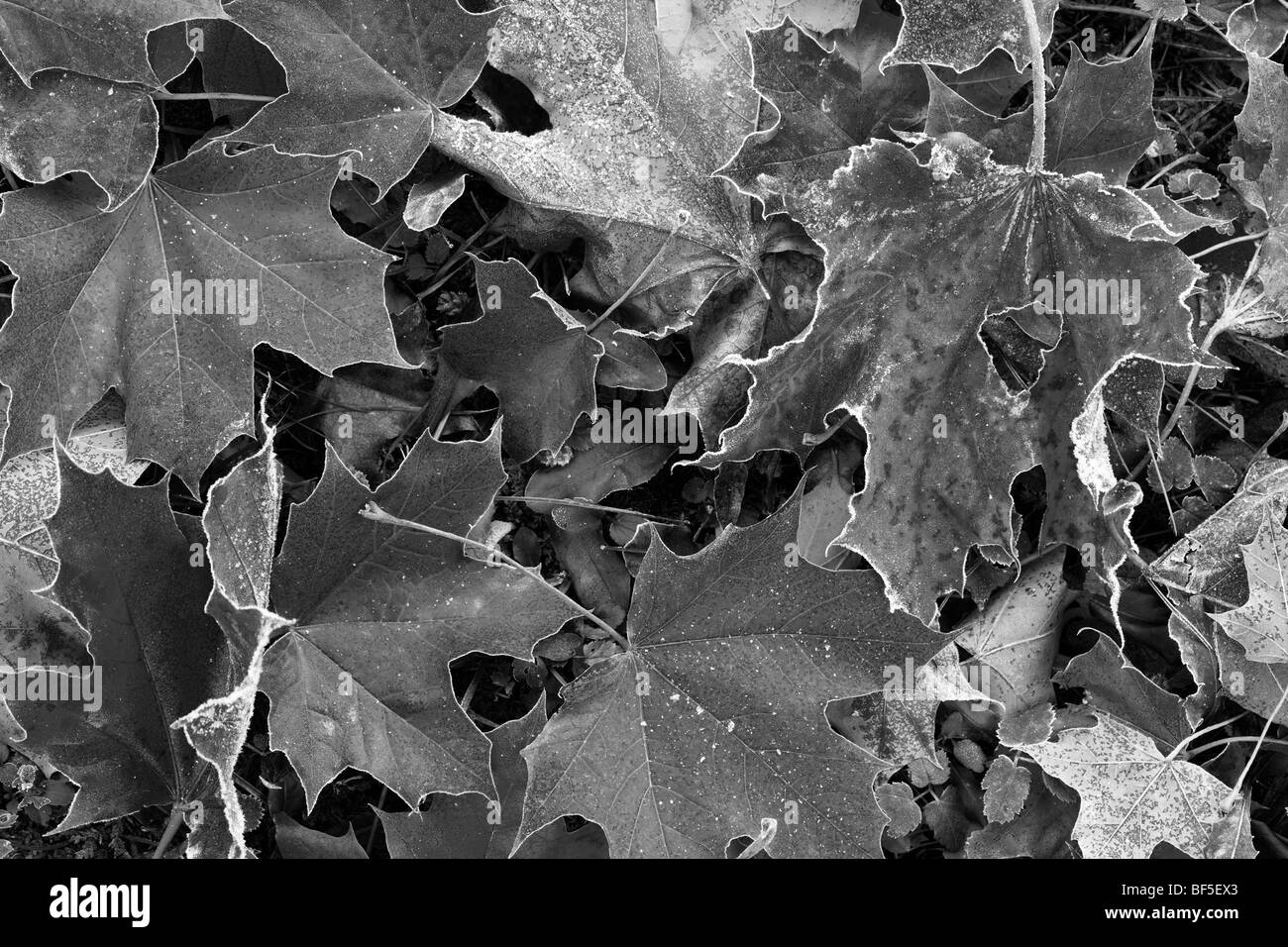 Acer maple tree forest Black and White Stock Photos & Images - Alamy