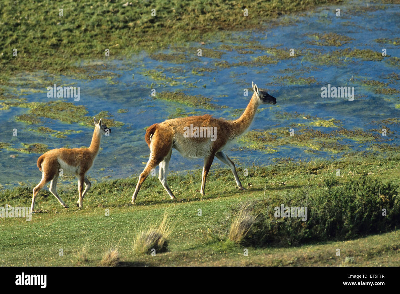 Guanaco (Lama guanicoe) with young, Torres del Paine National Park ...