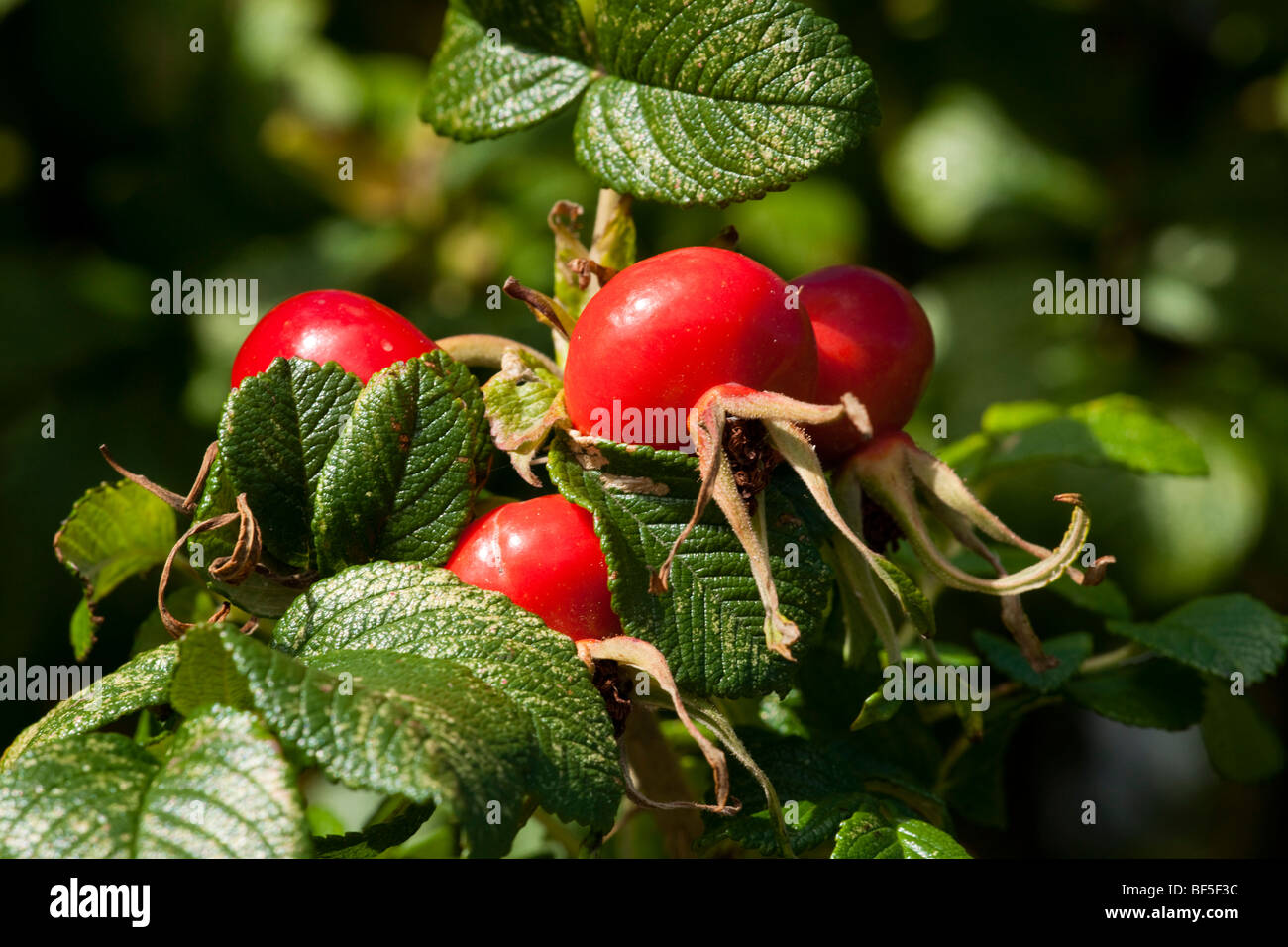 Red rose hips on a climbing rose Stock Photo - Alamy