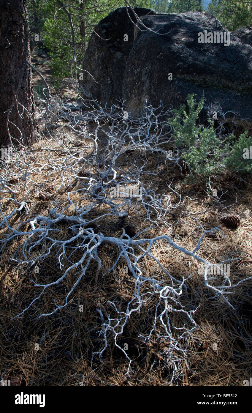 Dead bleached branches of a bush in the Sierra Nevada Stock Photo - Alamy