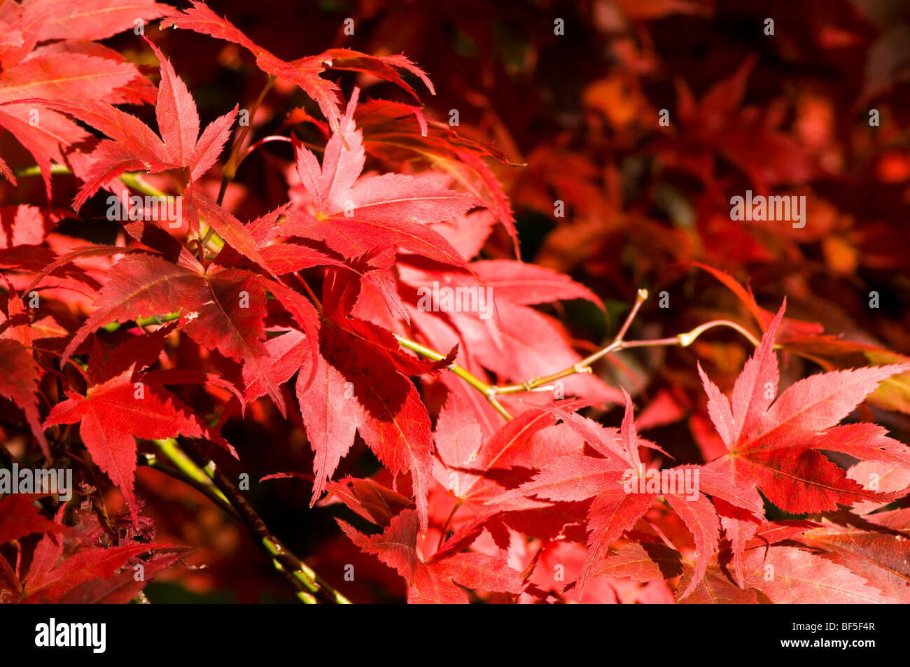 Scarlet red acer leaves hi-res stock photography and images - Alamy