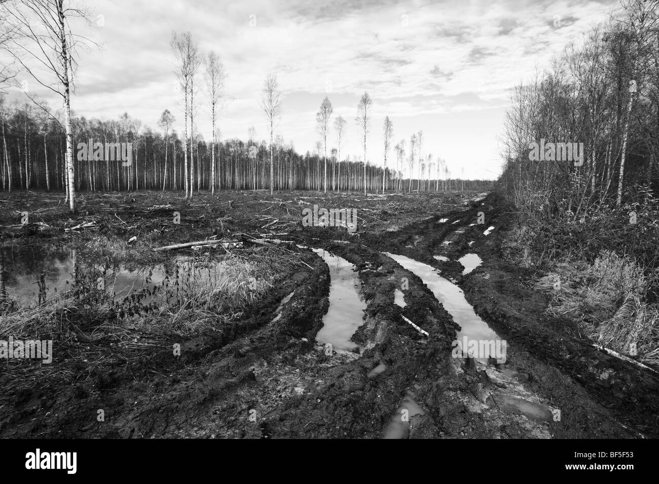 Clear cut forest hi-res stock photography and images - Alamy
