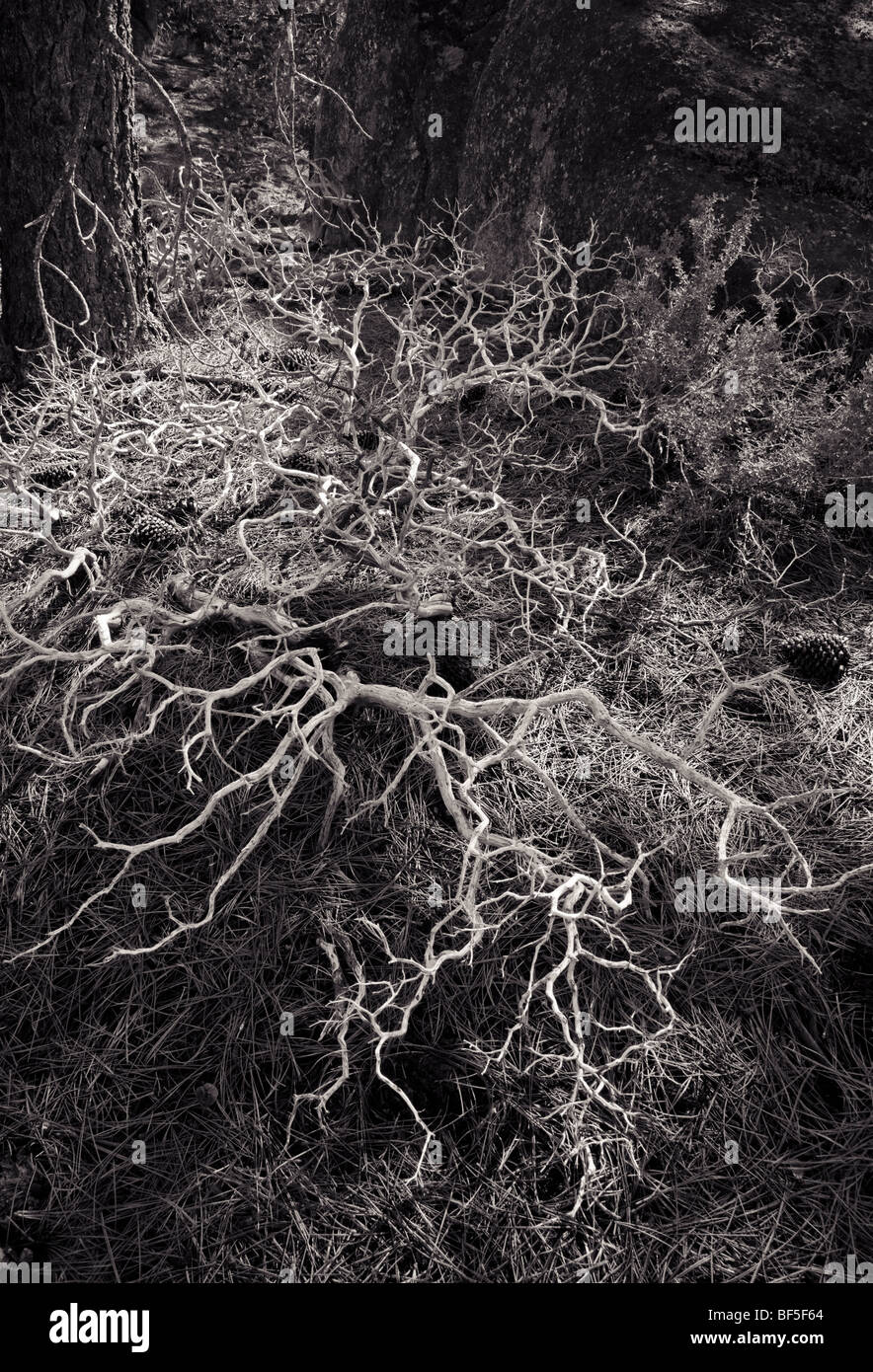 Dead bleached branches of a bush in the Sierra Nevada Stock Photo - Alamy