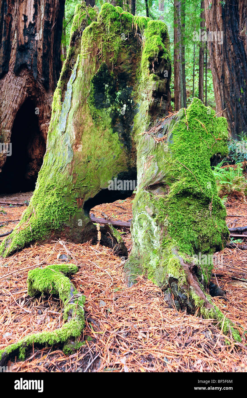 Muir Woods National Monument, Marin County, California, USA - stump ...