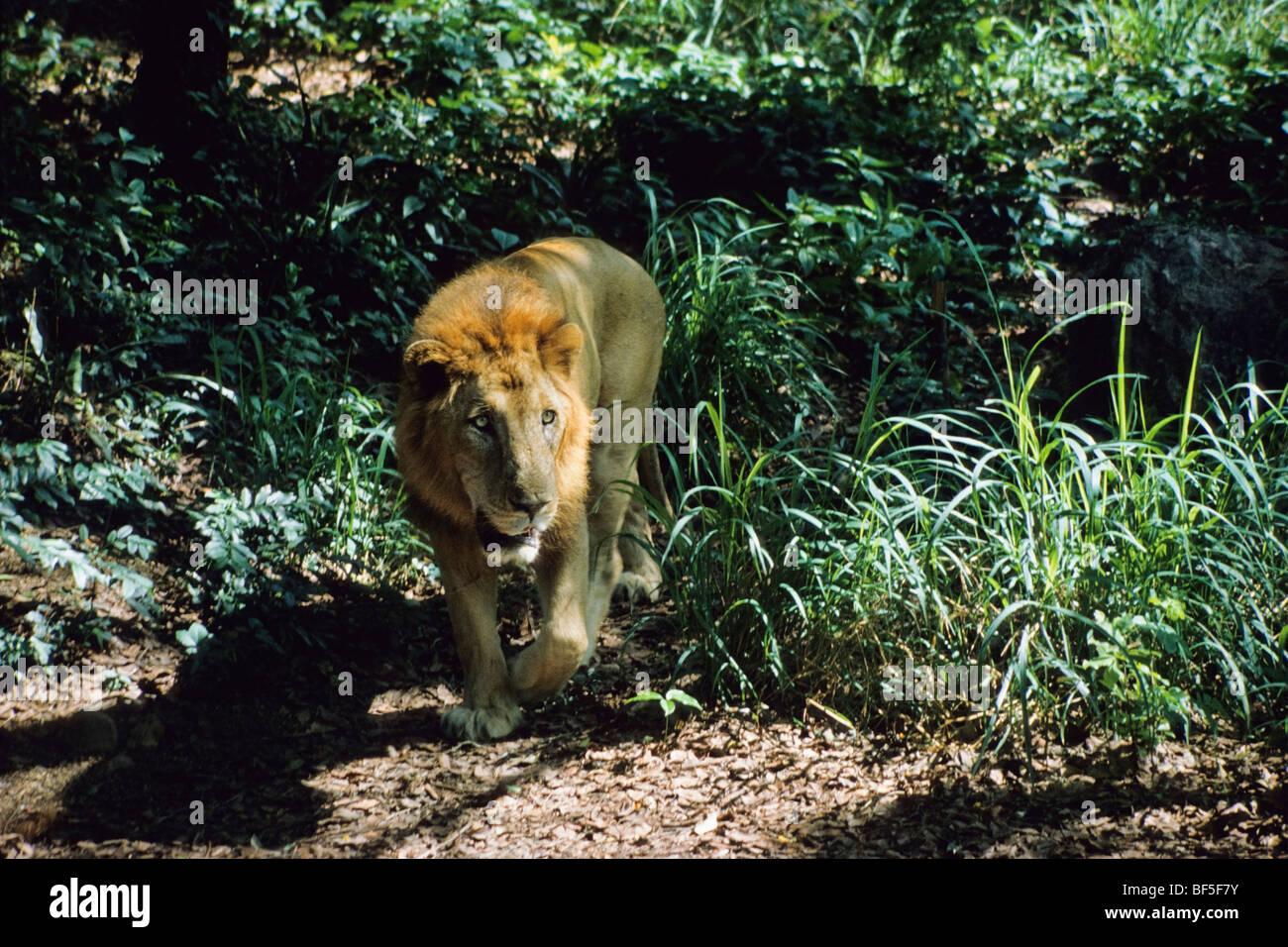 Asian lion hi-res stock photography and images - Alamy