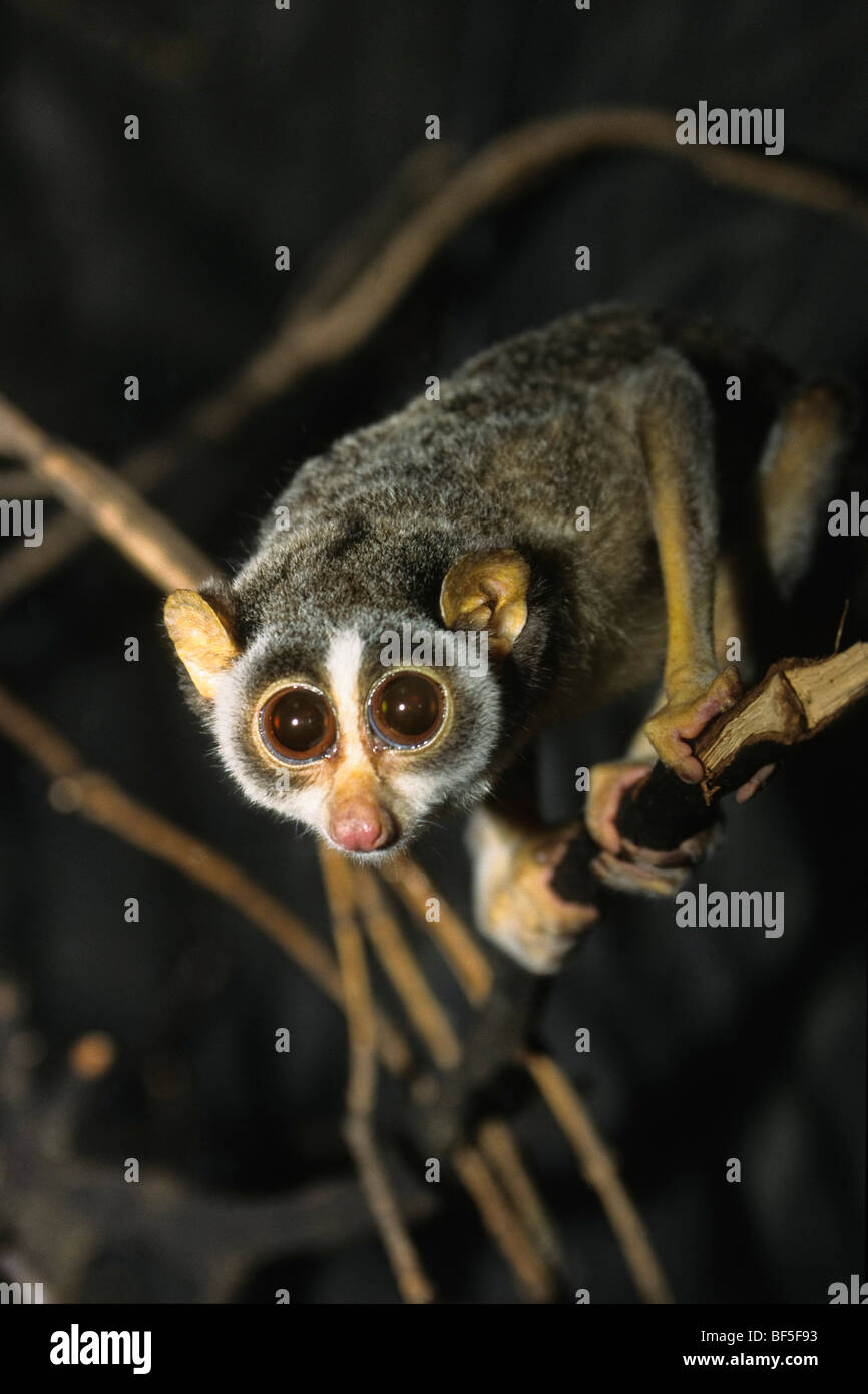 Slender Loris