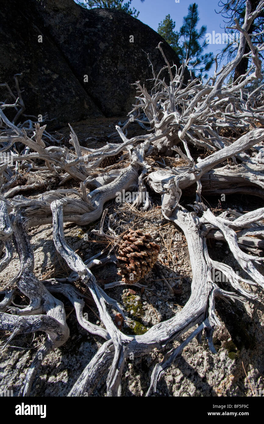 Dead bleached branches of a bush in the Sierra Nevada Stock Photo - Alamy