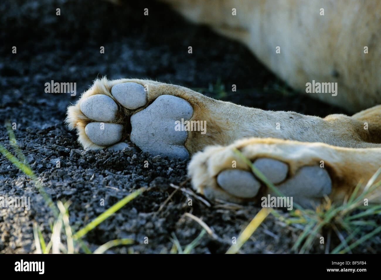 Lion Paws Male Close Up High Resolution Stock Photography and Images ...