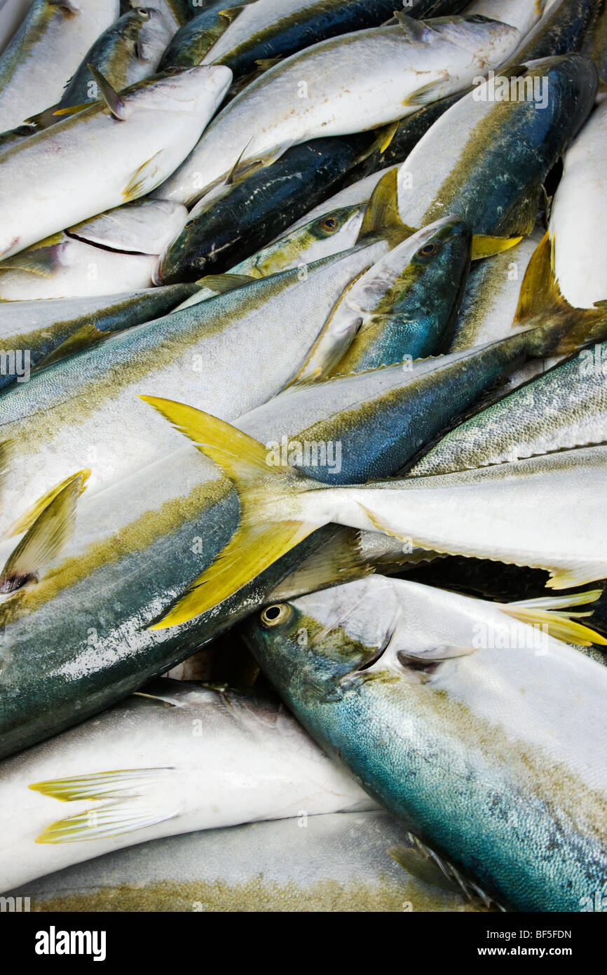 Yellowtail Jack Fish