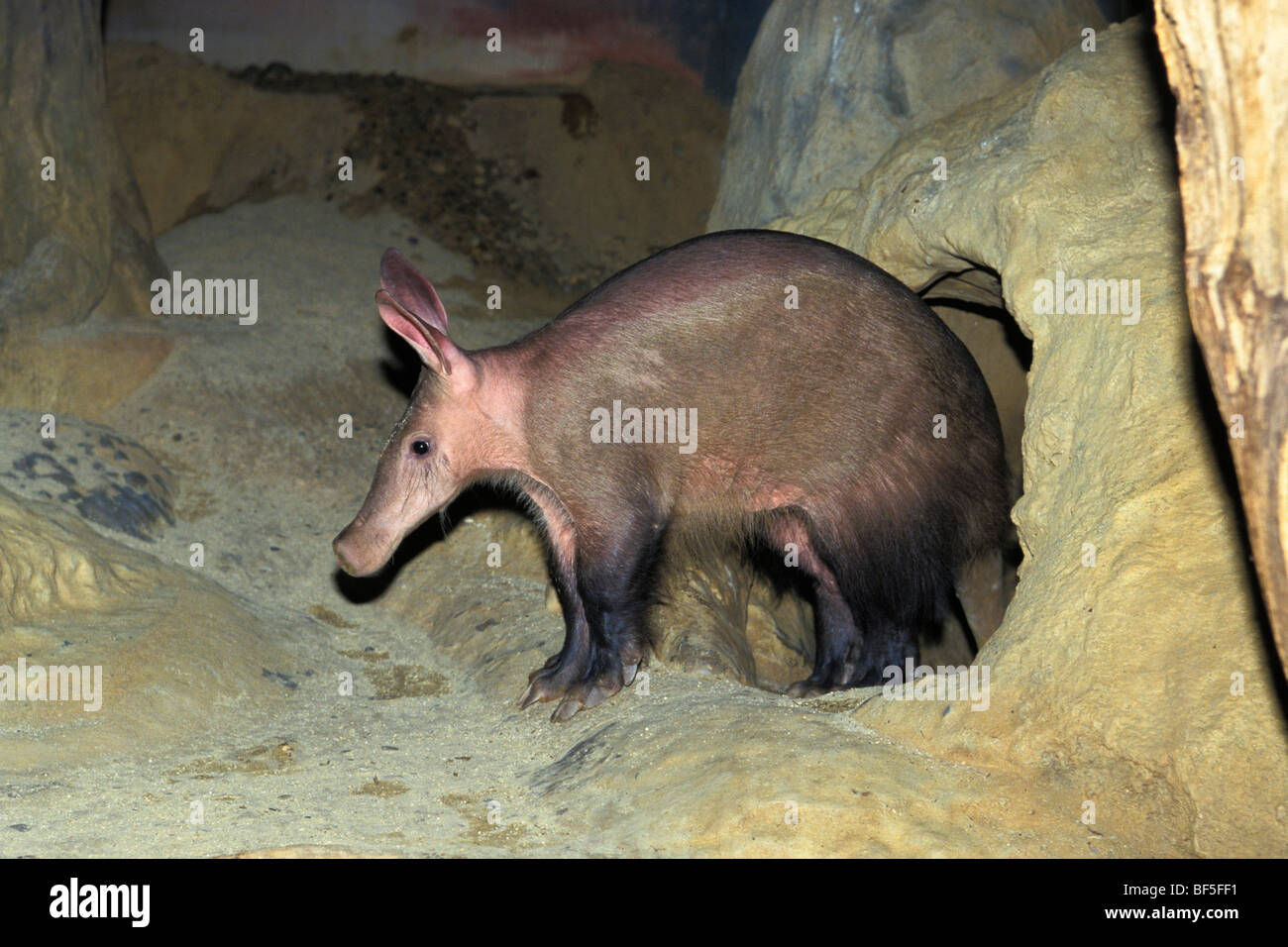 Aardvark hi-res stock photography and images - Alamy