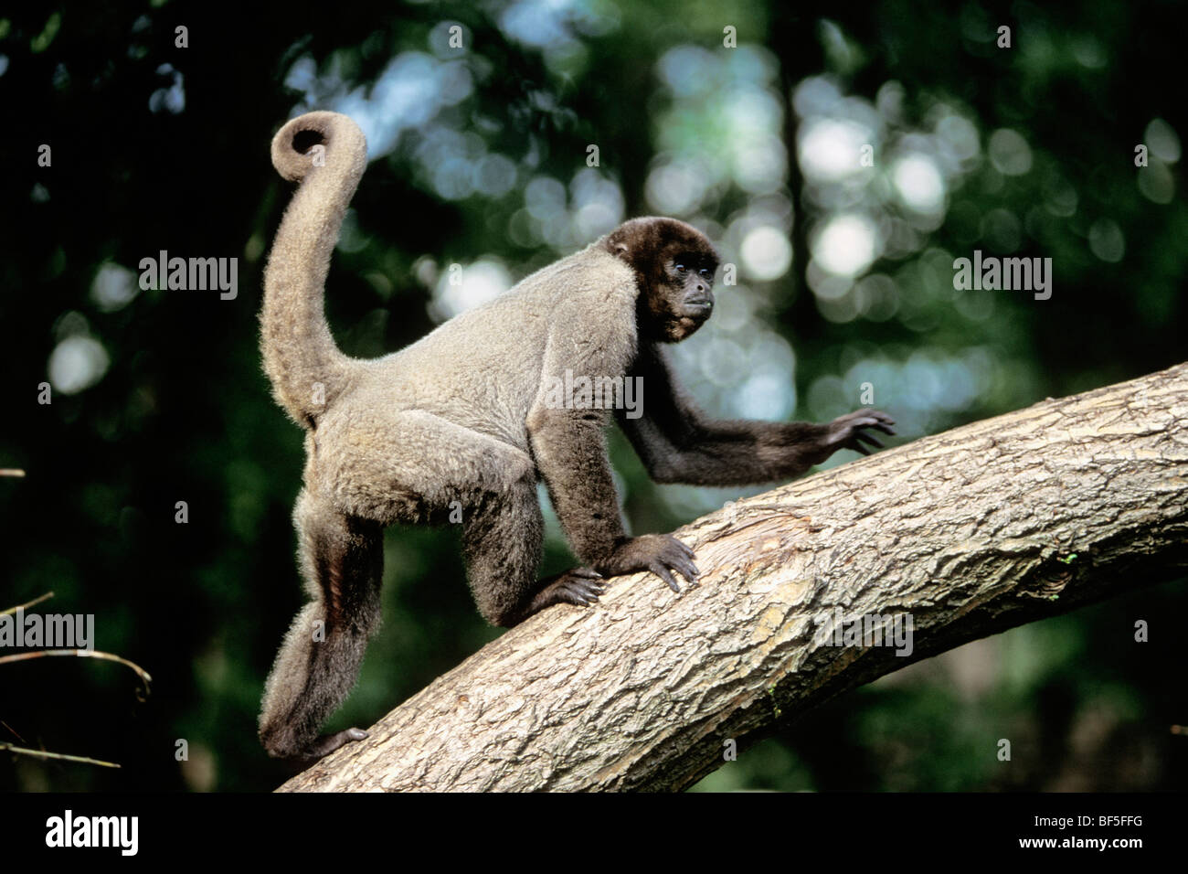 Common Woolly Monkey (Lagothrix lagotricha), South America Stock Photo ...