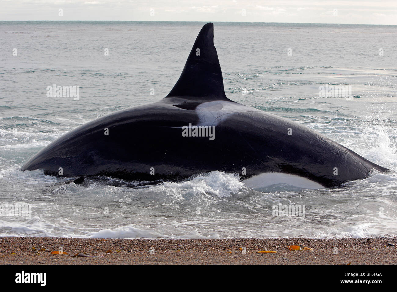 Orca Whale (Orcinus orca). Bull returning to the sea after attacking a ...